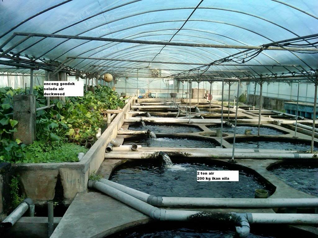 Biofilter Kolam Ikan - Akuarium Ikan Hias