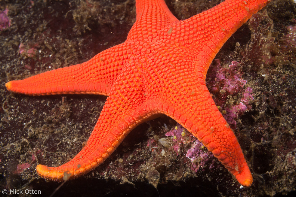 Mick's marine biology: Sea stars of Vancouver Island - part 1