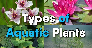What are Different Types Of Aquatic Plants