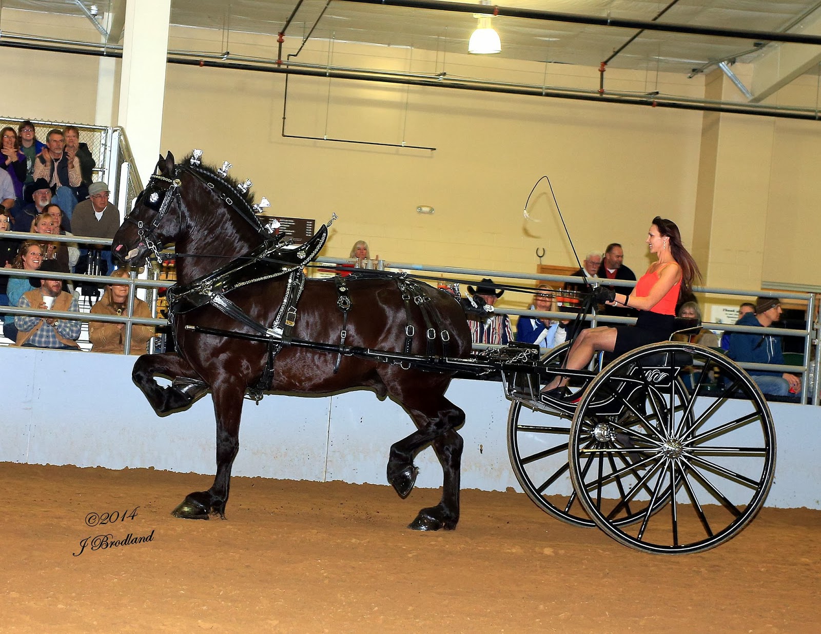 Eaglesfield Percherons: 2014 Big Thunder Draft Show - Ladies & Men's ...