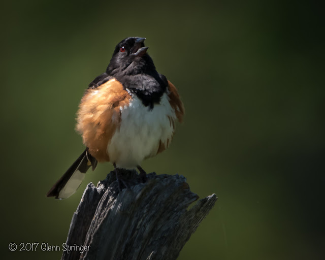 The FACzen Image: It is to laugh!