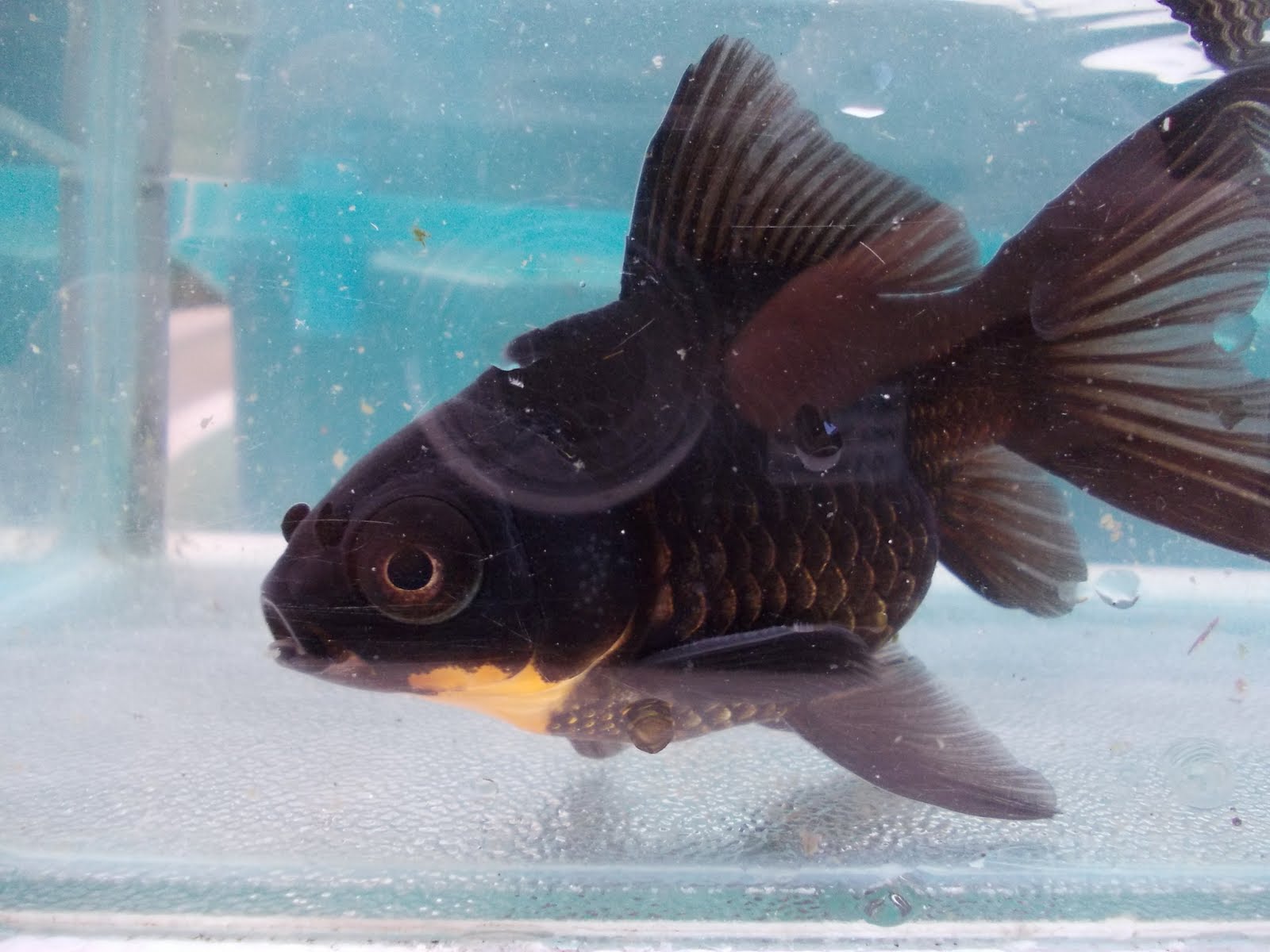 Mirror-scale goldfish: Black/dark tea brown metallic goldfish from ...