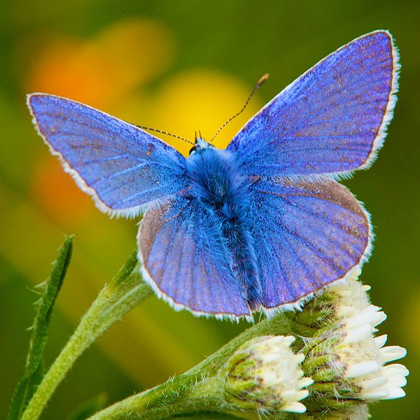 Variety of Life: Polyommatus