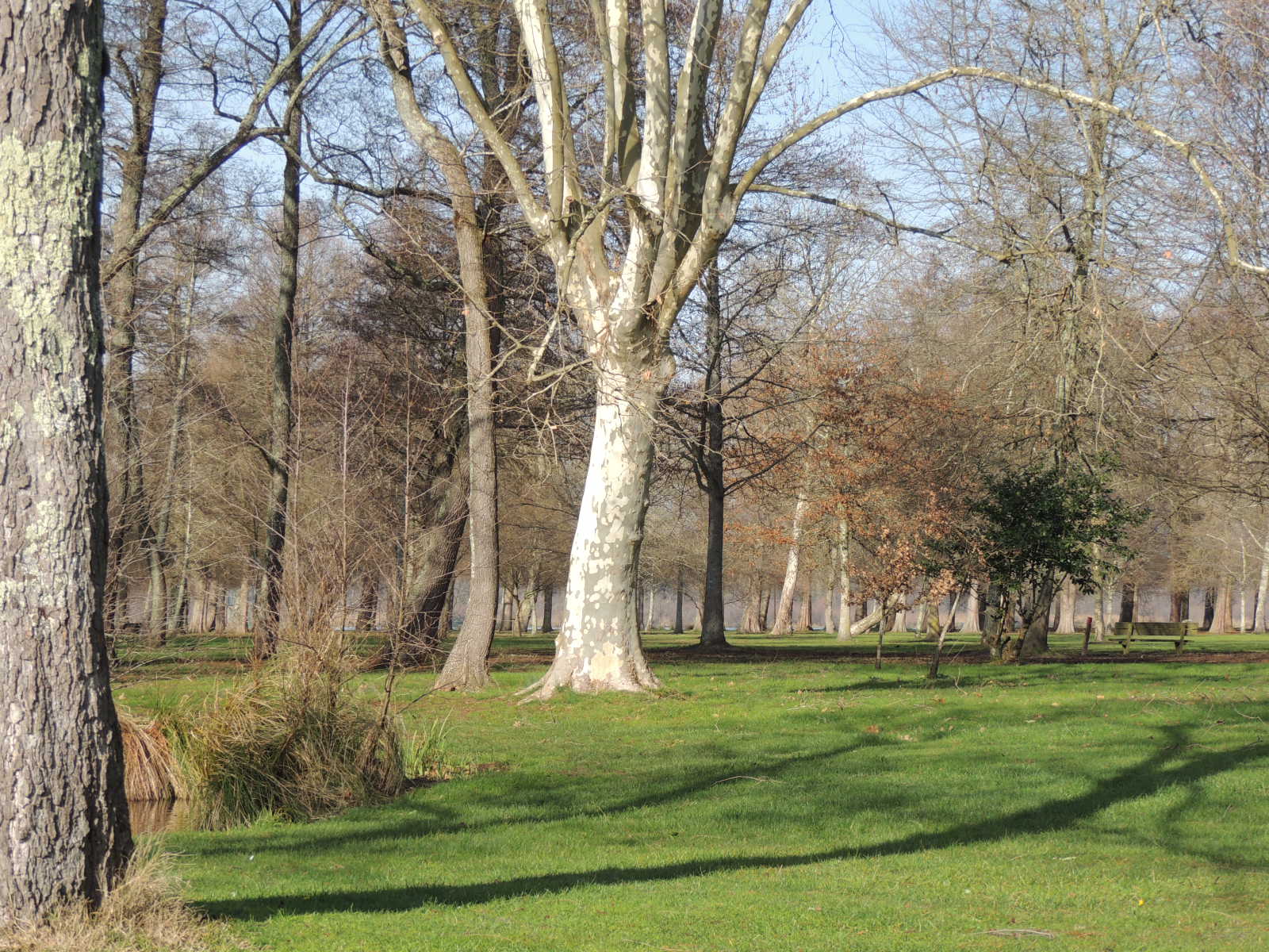 NATUR'L: L'ARBRE QUI CACHE LA FORET