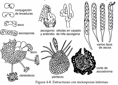 La Biodiversidad de los hongos.: Estructuras de los hongos