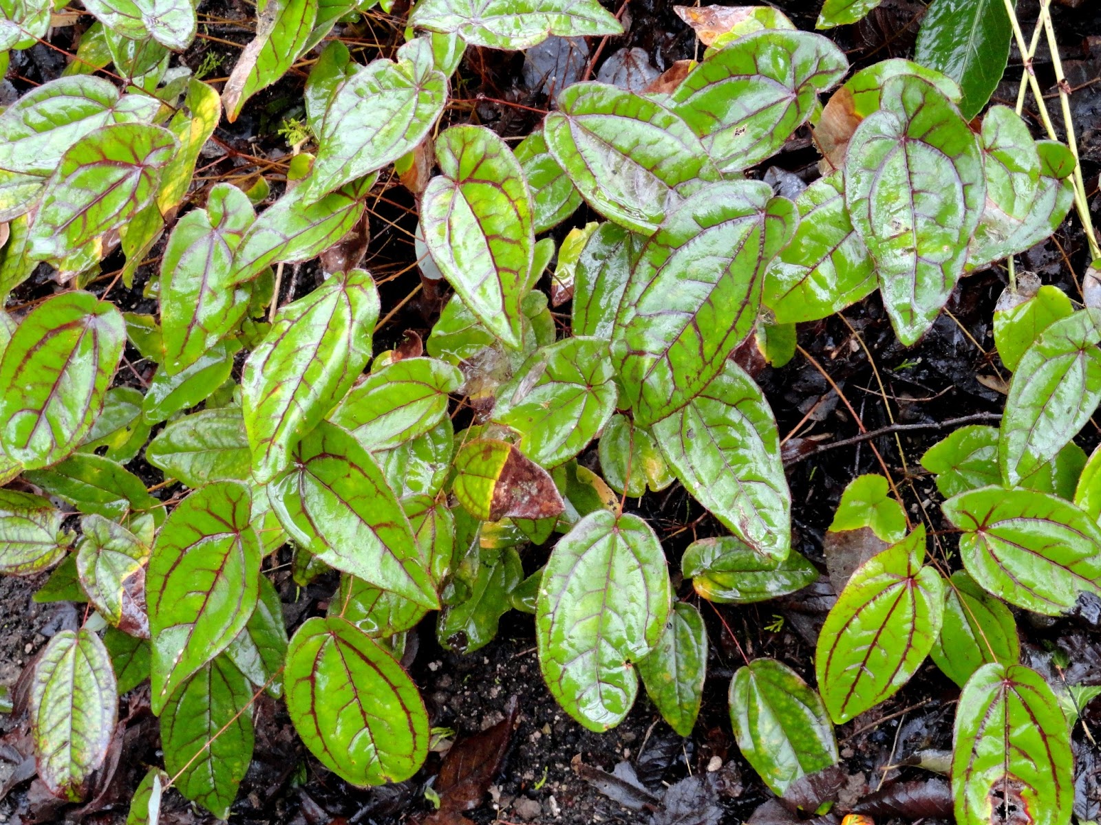 danger garden: More from Cistus…