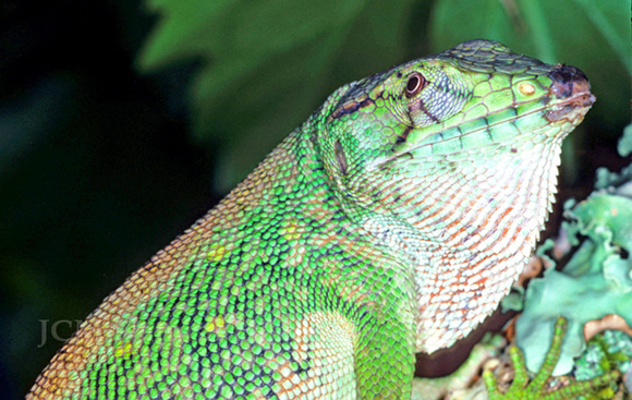 The Herpetology of Trinidad and Tobago: Multi-colored Tree Lizard ...