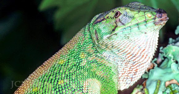 The Herpetology of Trinidad and Tobago: Multi-colored Tree Lizard ...