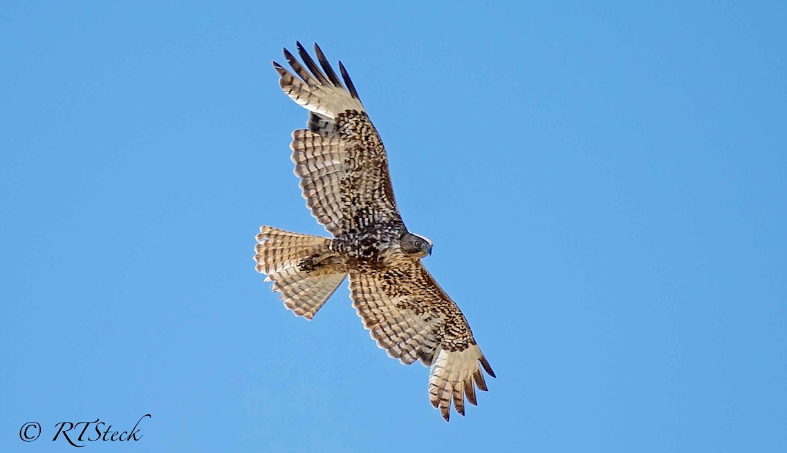 Raptor Identification and Photography: Wing Molt in Raptors