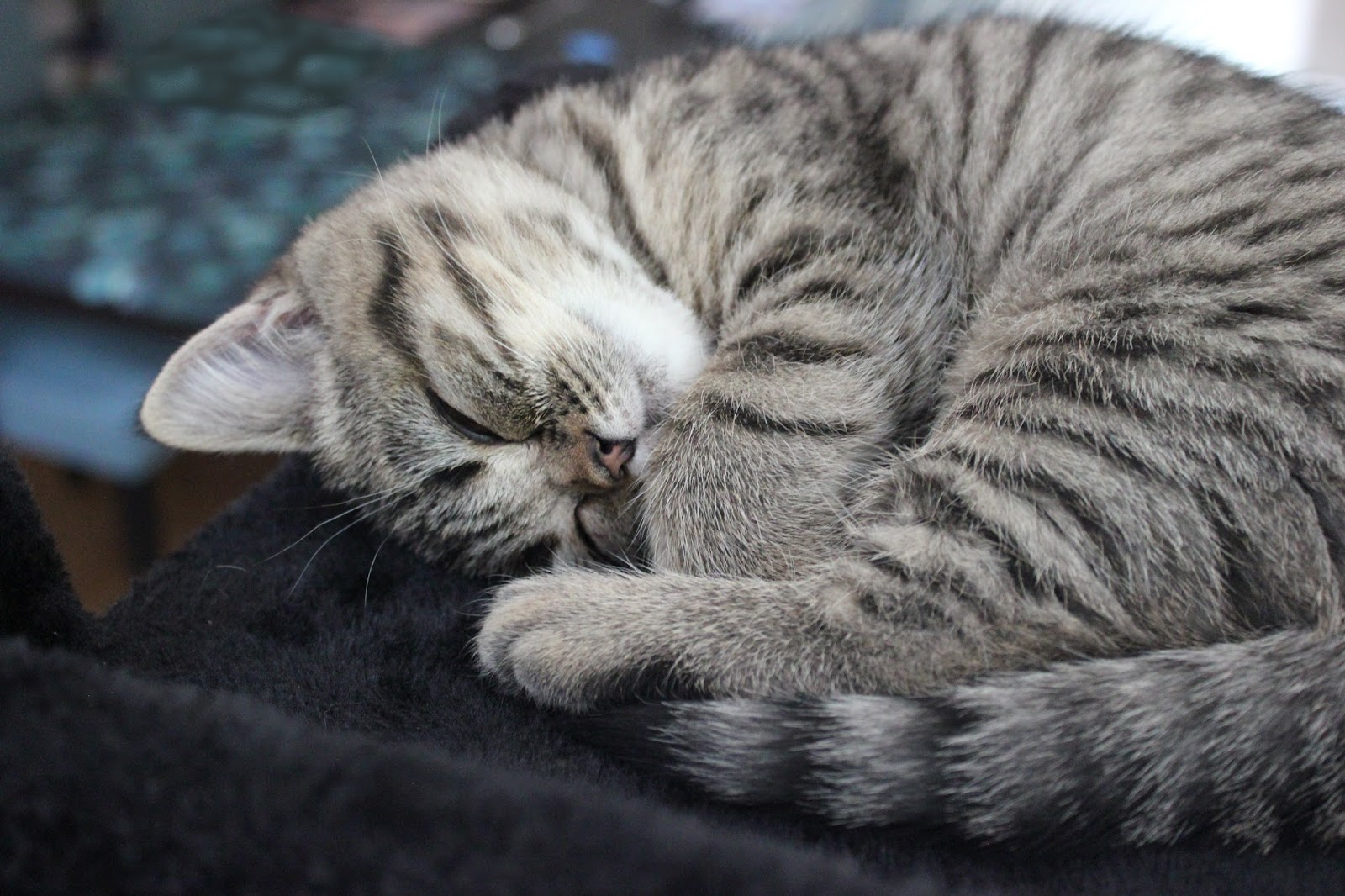 Miss Hendrie's Workbook: Best buy of 2017: Juniper the cat