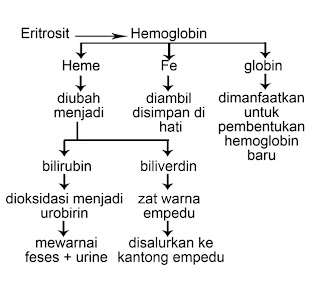 Organ Ekskresi : Hati ~ BLO'ON - Belajar Online