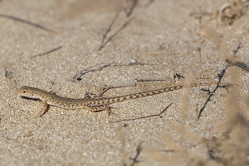 Kuwait Birding: Sweating and wilting in the South