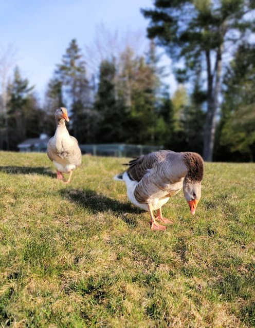 How Much Do Geese Actually Poop? - Fresh Eggs Daily® with Lisa Steele