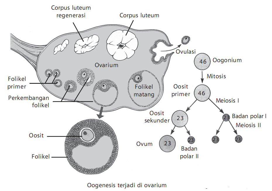 MATERI | SOAL BIOLOGI SMP SMA REMBANG: Proses Pembentukan Ovum (Oogenesis)