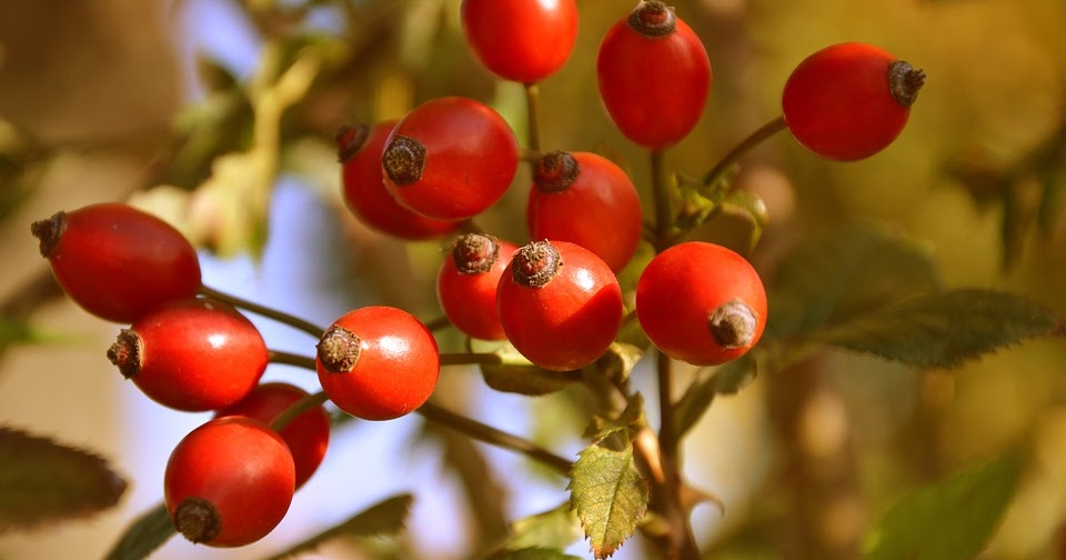 How to plant roses on rose hips - Agriculture India Farm Department and ...