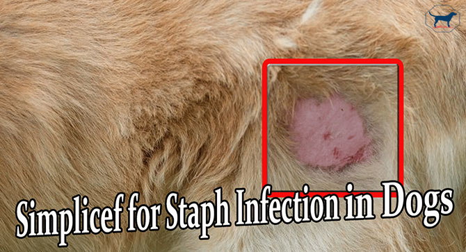 What Does A Staph Infection Look Like On A Dog