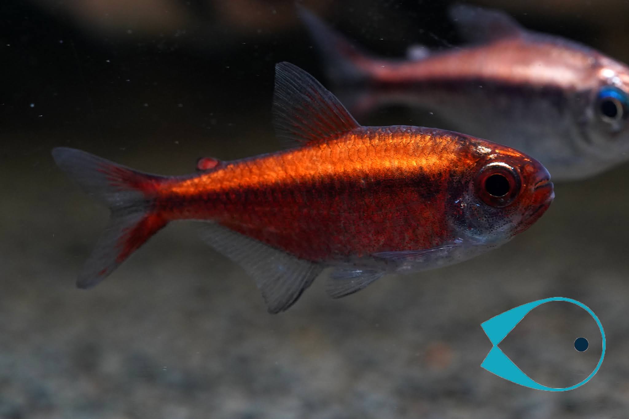 草藝水族: 白金紅月可卡(Moenkhausia rubra)