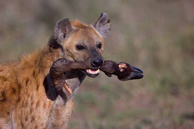 The Beauty Of The Hyena