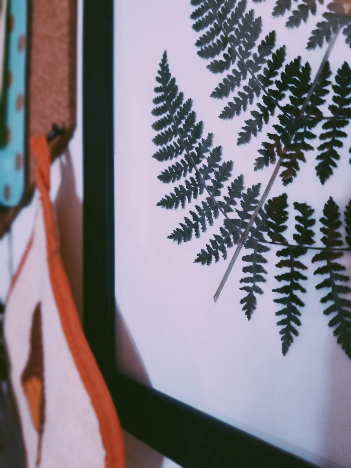 Pressing Ferns & Drying Bugs and Mushrooms