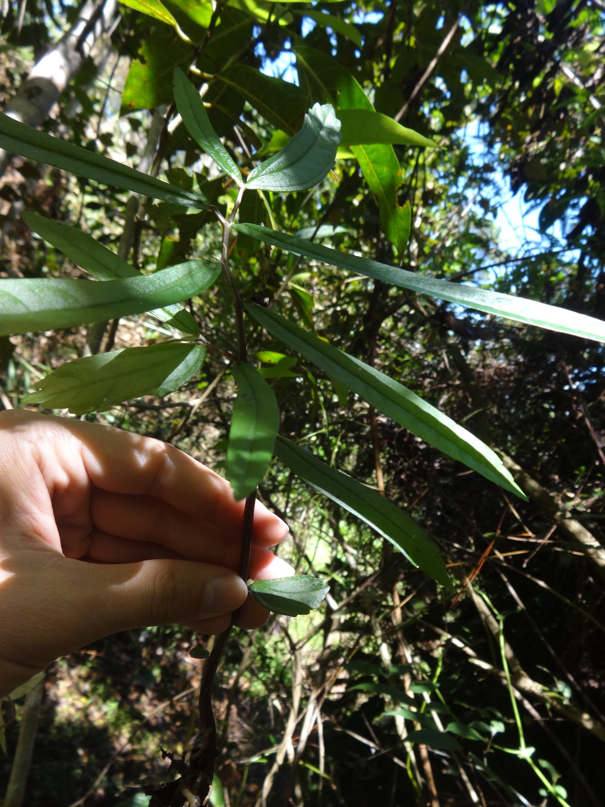 Herbs from Distant Lands: Elatostema lineolatum and other Elatostema ...