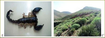 THE VIEW FROM FEZ: Scorpions in Morocco - Update