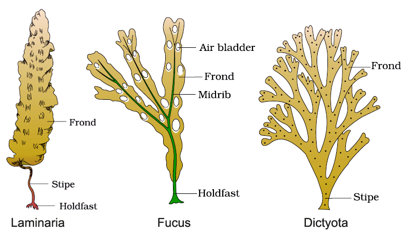Plant Kingdom - Notes | Class 11 | Part 1: Classification systems, Algae
