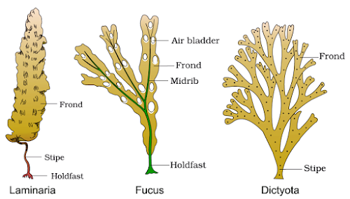 Plant Kingdom - Notes | Class 11 | Part 1: Classification systems, Algae