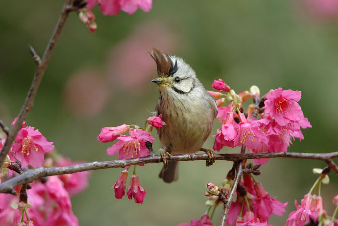 Birding Taiwan: Hsinchu and Changhua Coast.