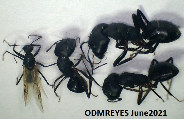 Samurai Bug Chronicles: An Encounter with Carpenter Ants (Camponotus ...