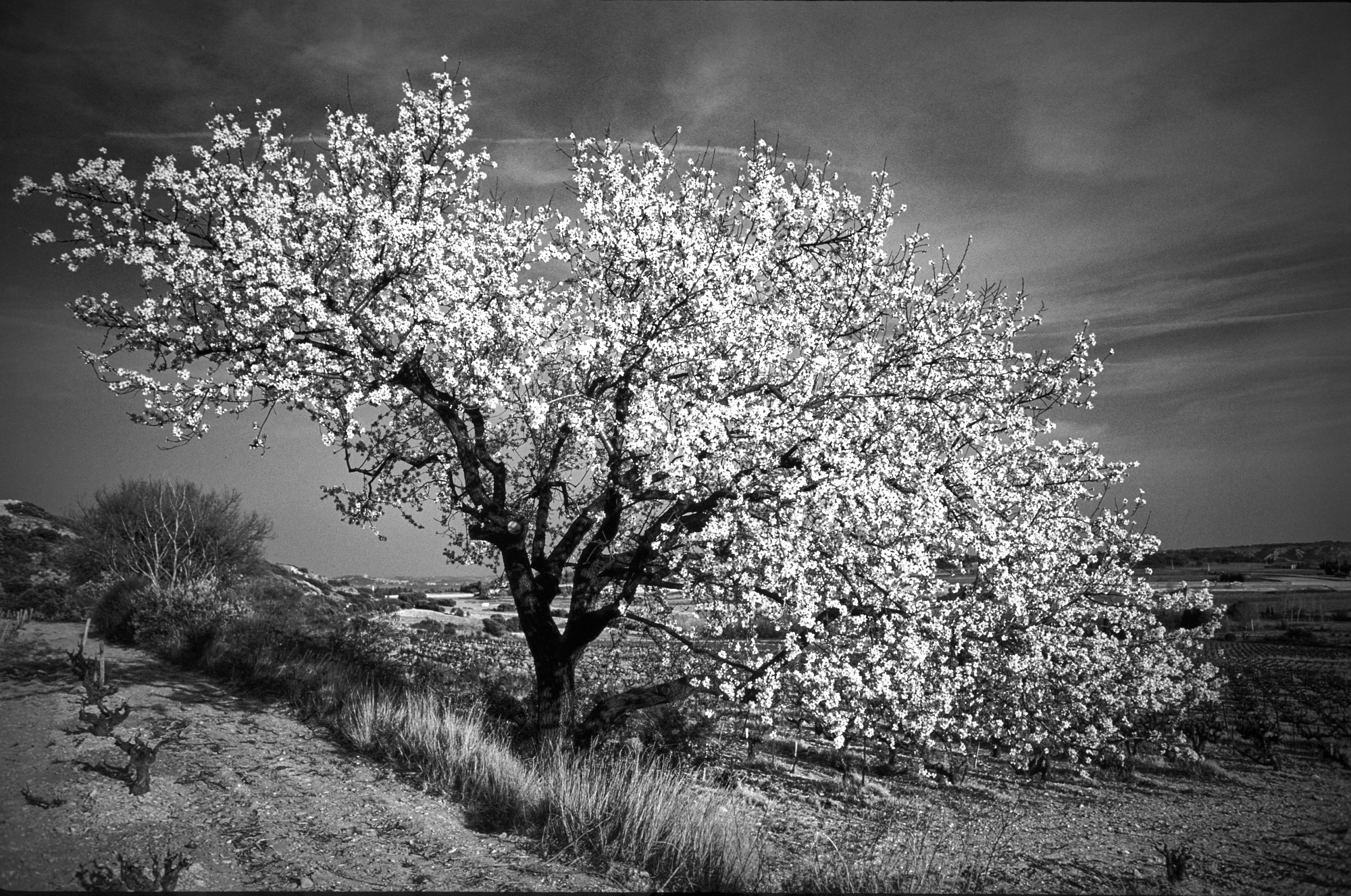 photographies: ARBRES noir & blanc