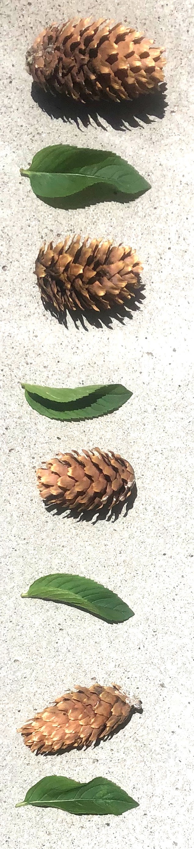 ms. brown's classroom: Repeating Patterns with Nature