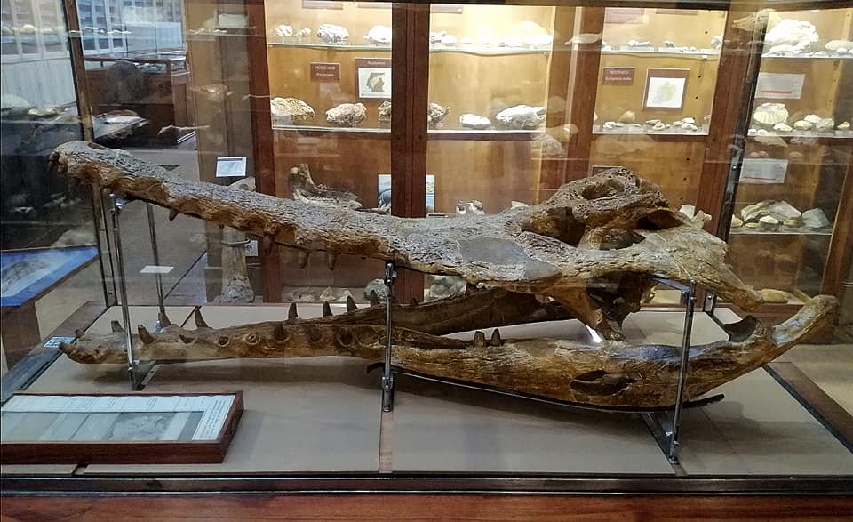 FOSSIL HUNTRESS: FOSSIL CROCODILE