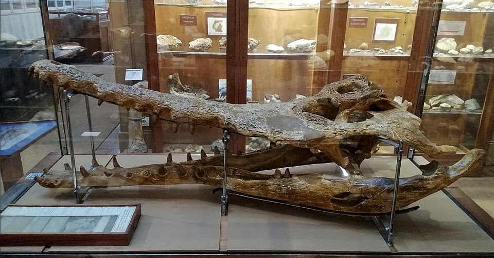 FOSSIL HUNTRESS: FOSSIL CROCODILE