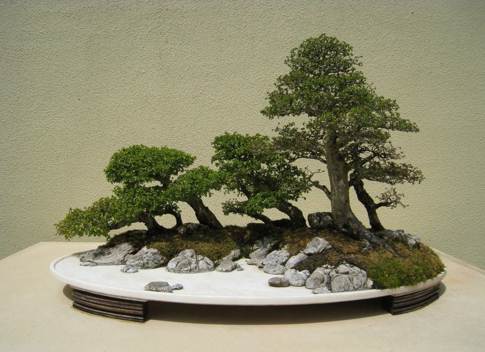Saikei - About Bonsai