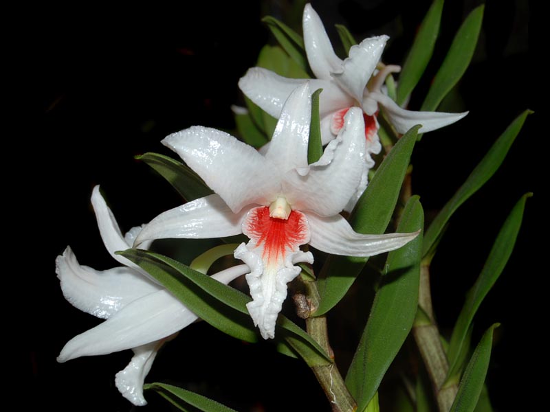 Dendrobium draconis care and culture | Travaldo's blog