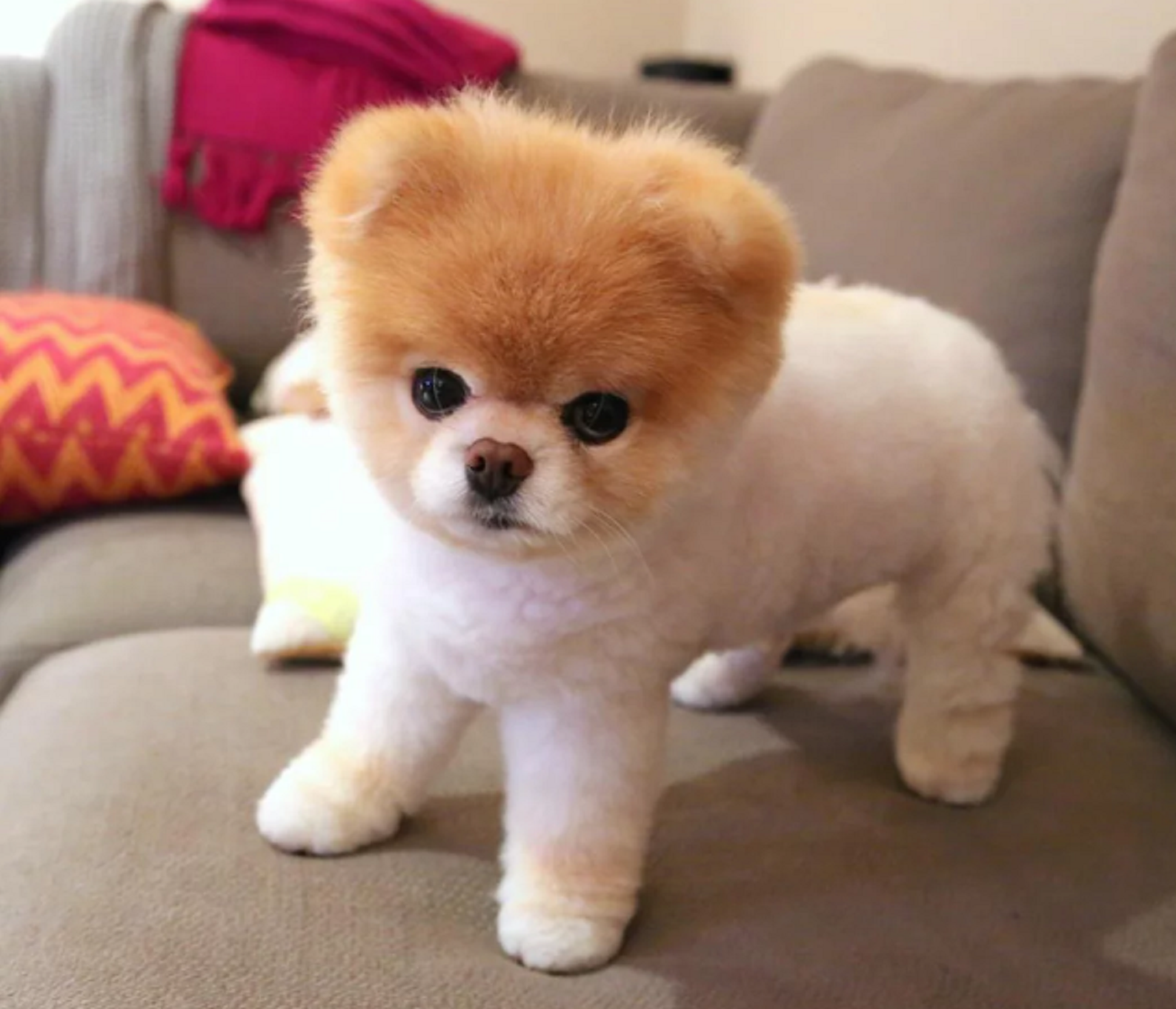 Boo el Pomerania, una vez llamado el perro más lindo del mundo, murió