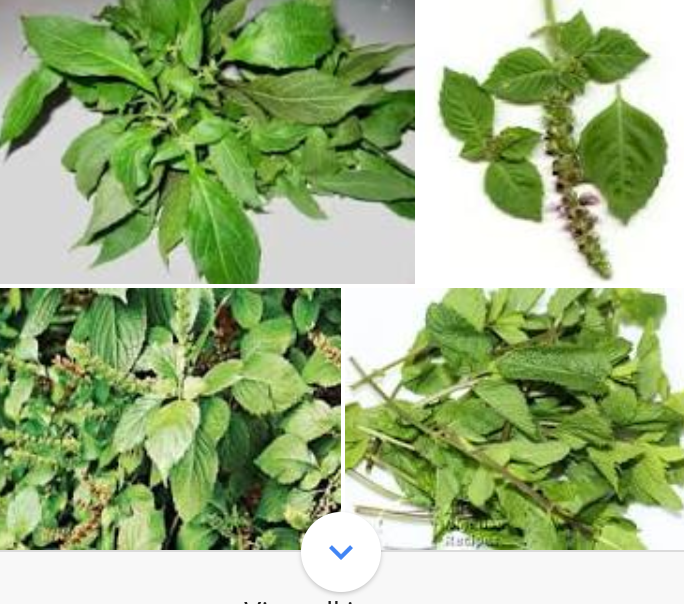 11 Amazing Health Benefits of Scent Leaf - DAILYINFO.GA