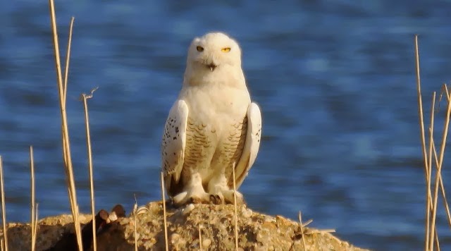 On the Wing: Snowy Owls: The Invasion of the Century!