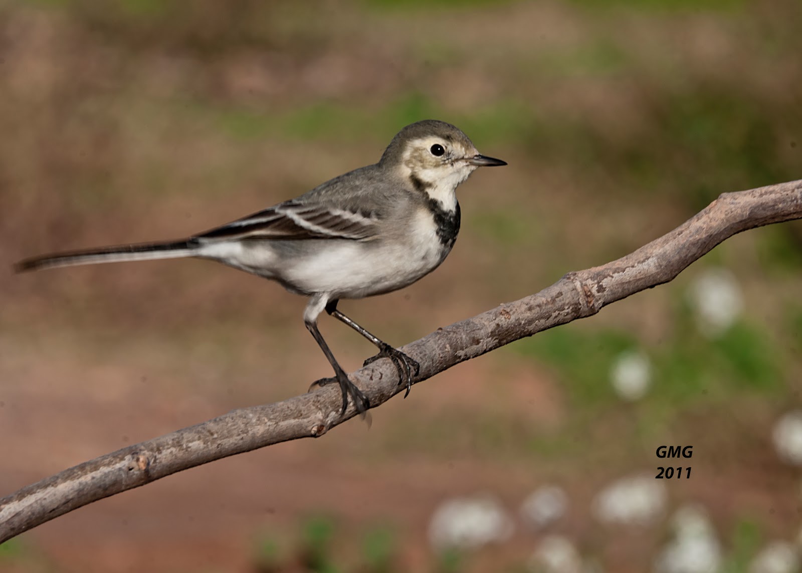 Fotografía de Naturaleza : Reportaje a una lavandera blanca