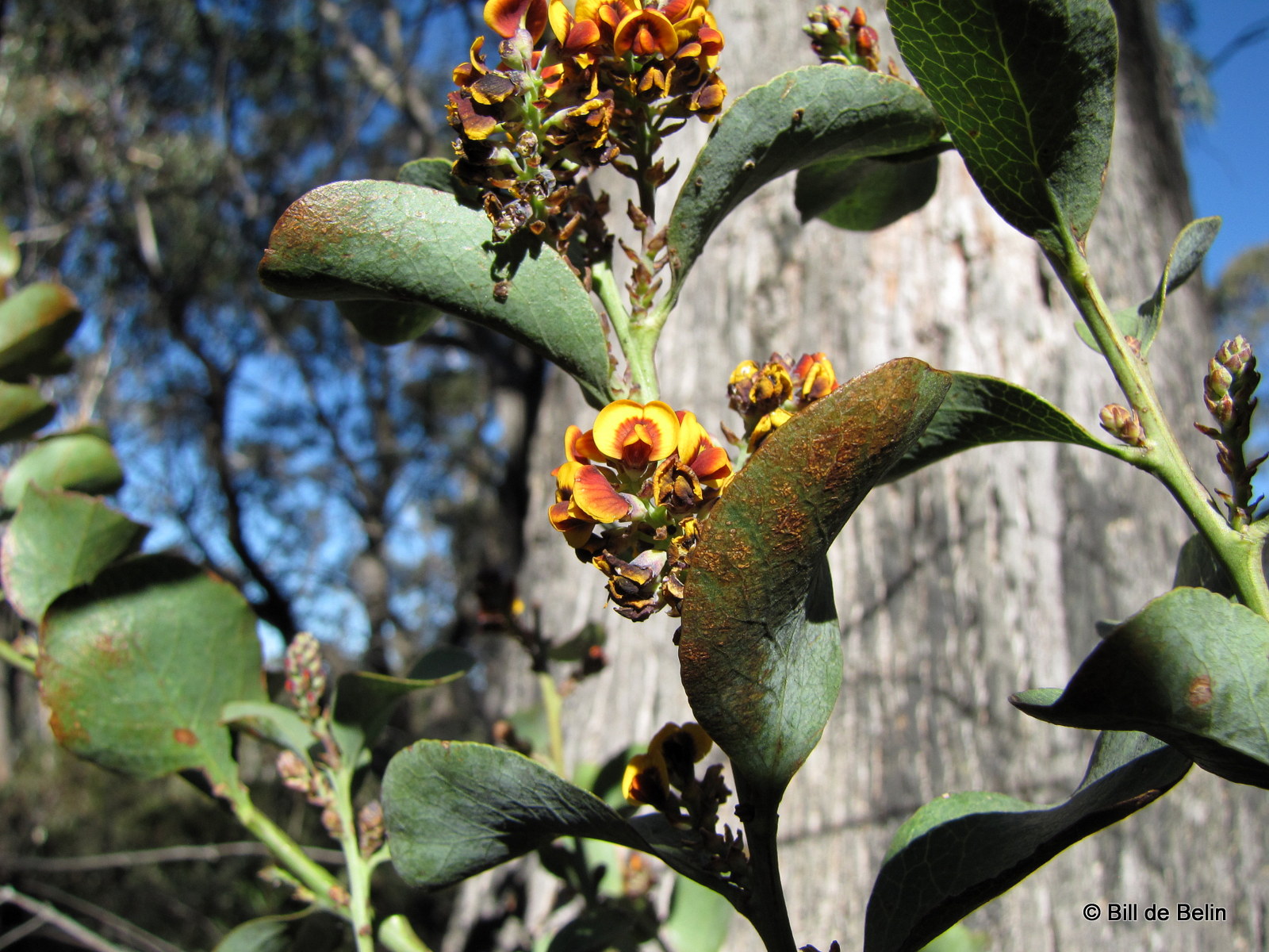 Sydney's Wildflowers and Native Plants: Daviesia latifolia - Broad-leaf ...