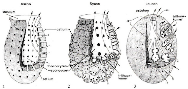 'ZIEN EN WETEN': SPONZEN.