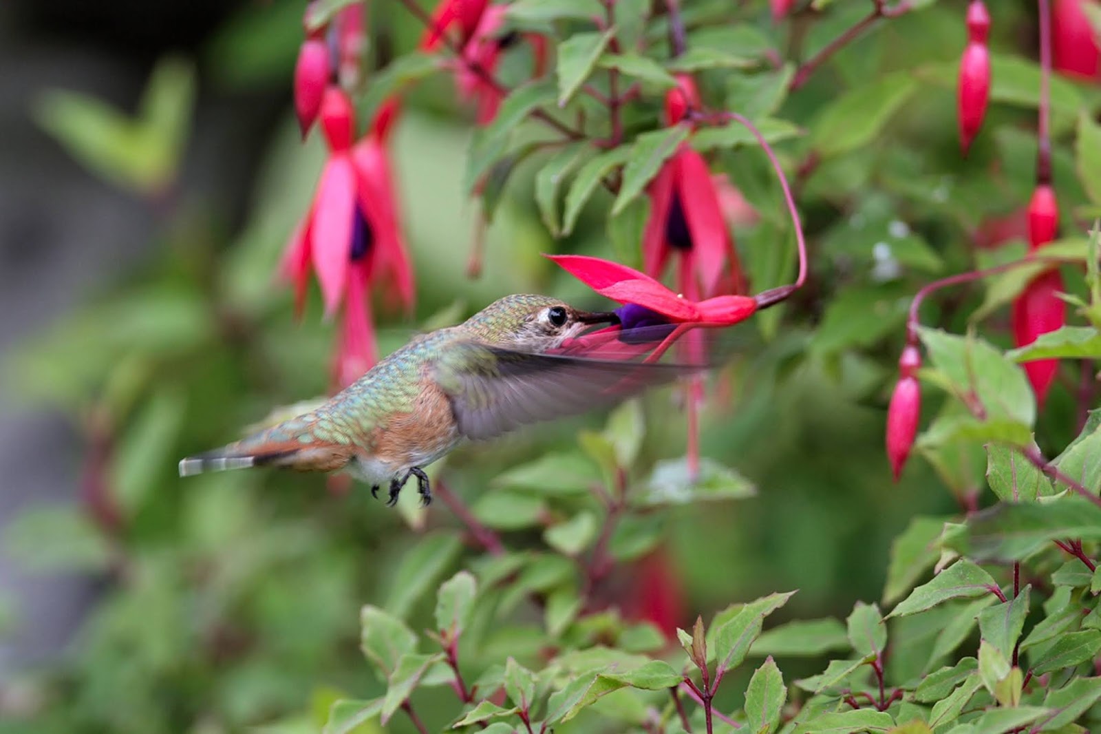 Anna’s Hummingbird feeding on a Fuchsia