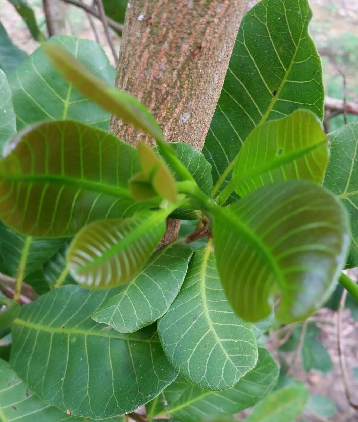 Warisan Petani: Pokok Jambu Gajus