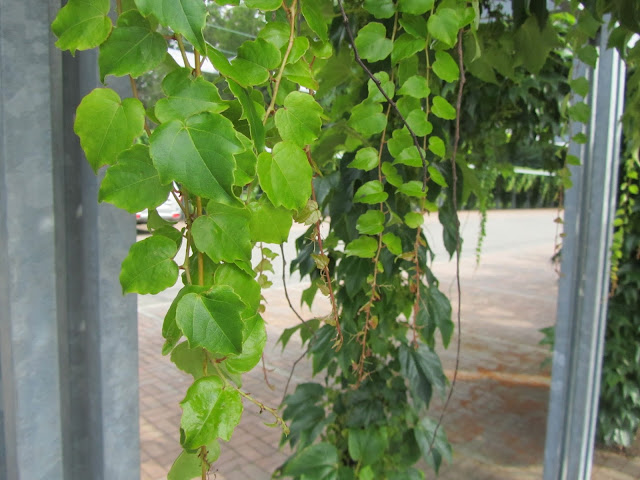 Vite Americana (Parthenocissus quinquefolia) e Vite Canadese ...