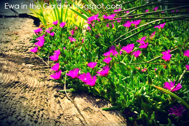 Ewa in the Garden: 8 photos of impossible cactus gardening outdoor in ...