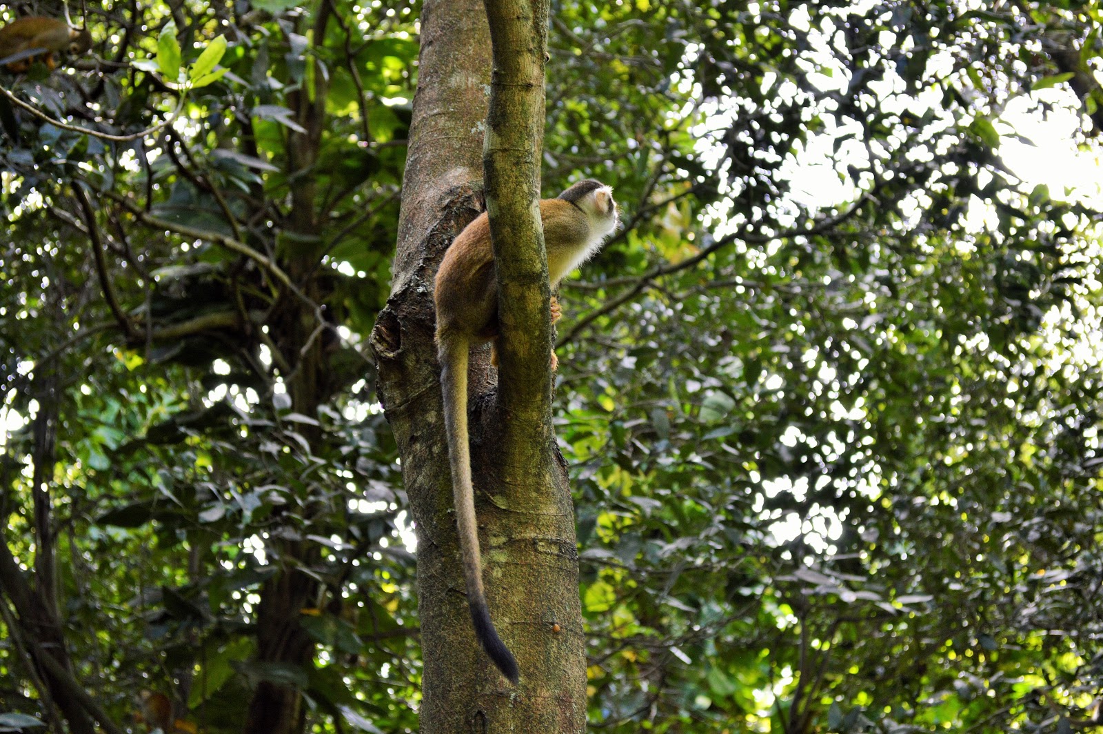 The Hermit Crabs Homeschool: Primate Rain Forest