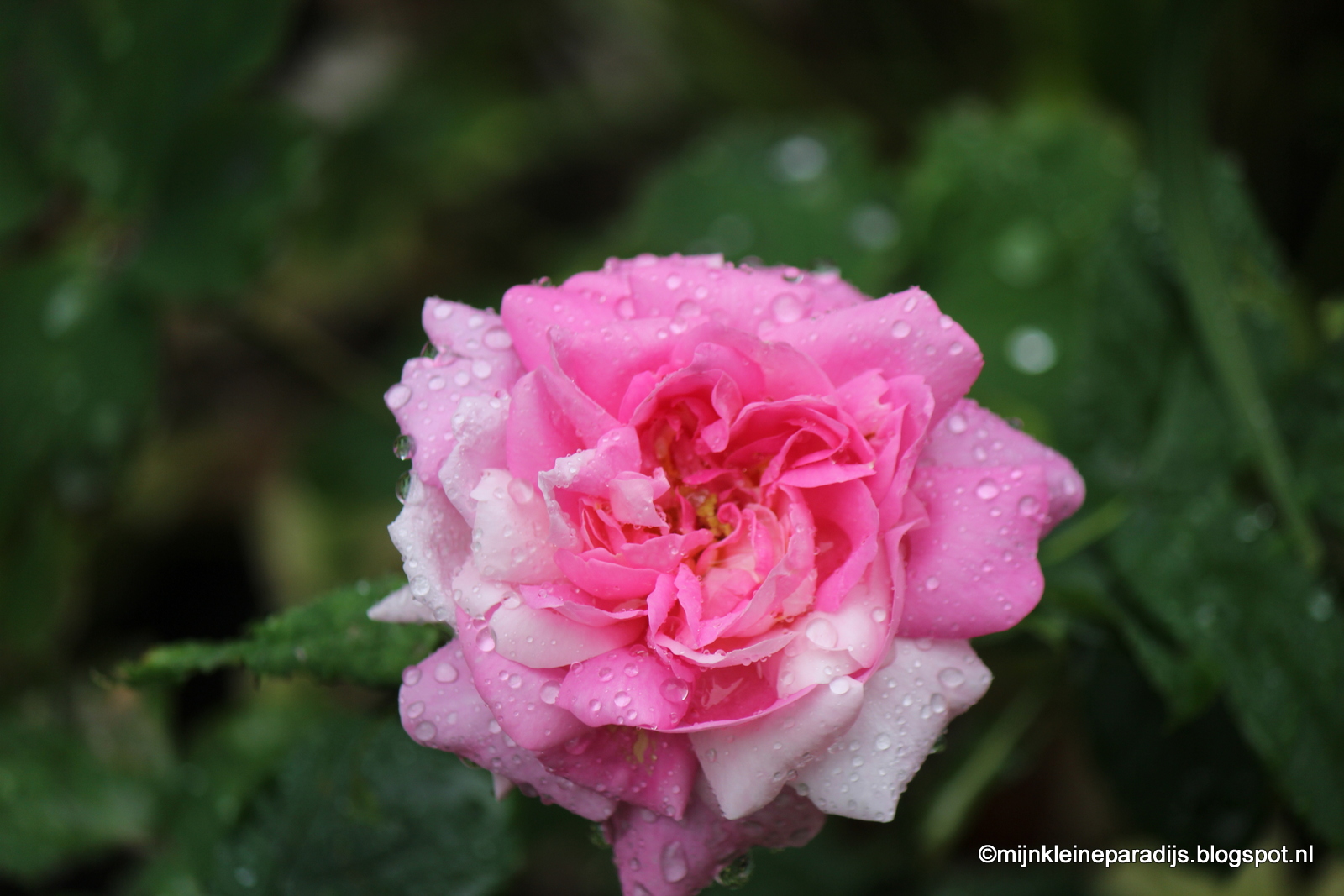 Ispahan