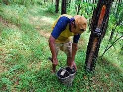 TEKNIK PENYADAPAN GETAH PINUS ~ KRINES MEDIA