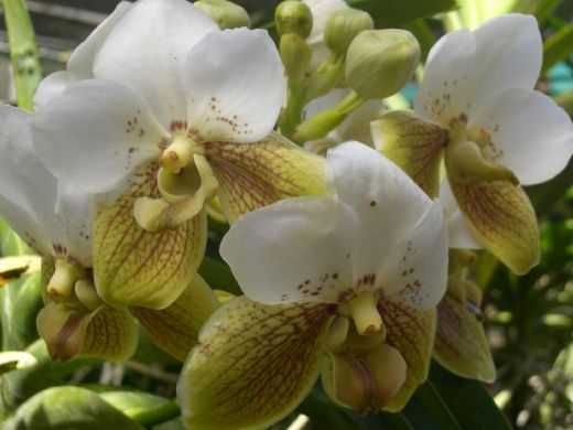 Make It Davao: Orchid Capital of the Philippines