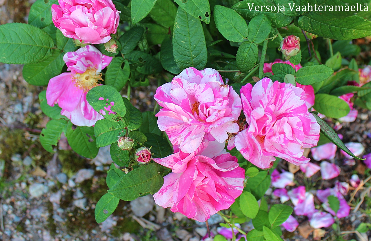 Versoja Vaahteramäeltä : Pensasruuusuja